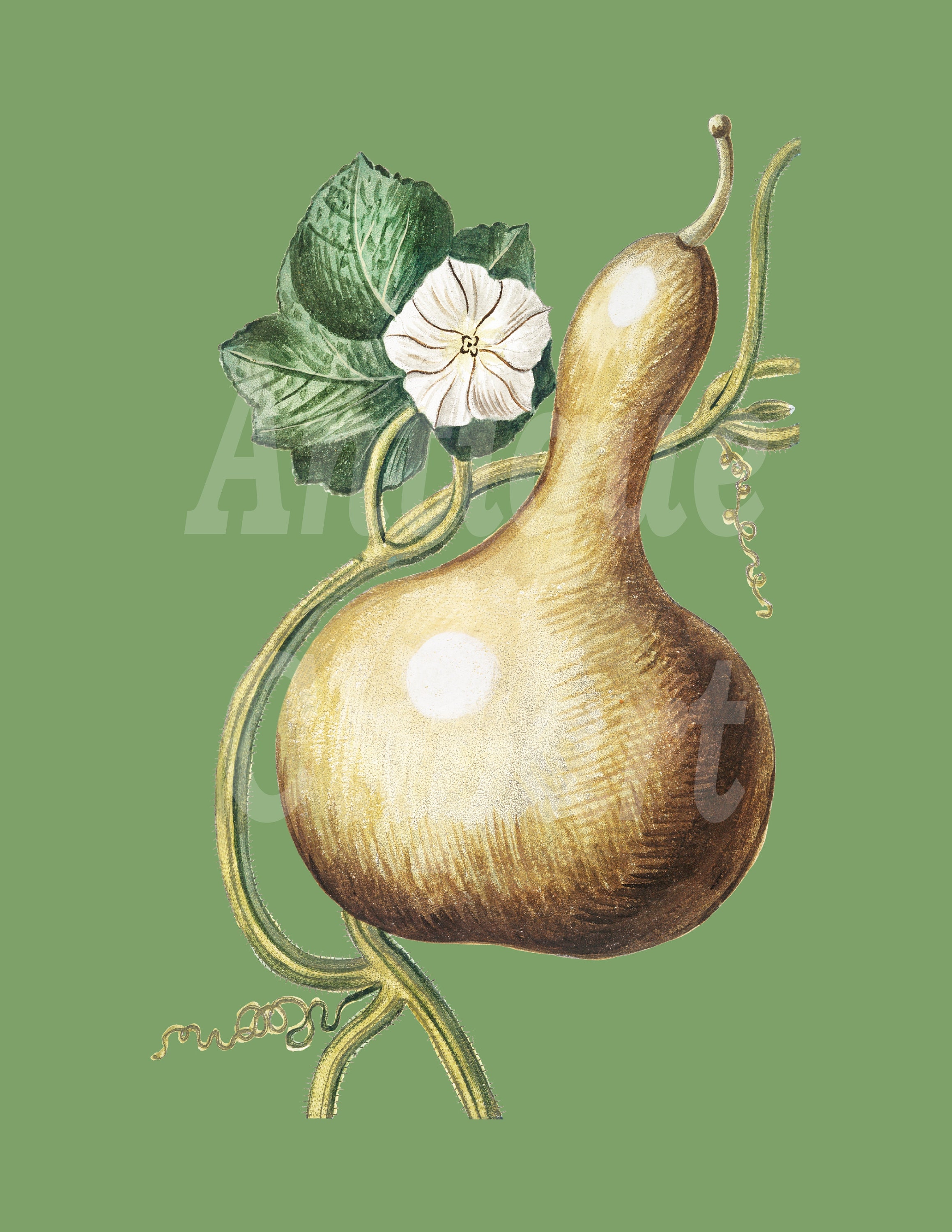 Bottle Gourd Drawing