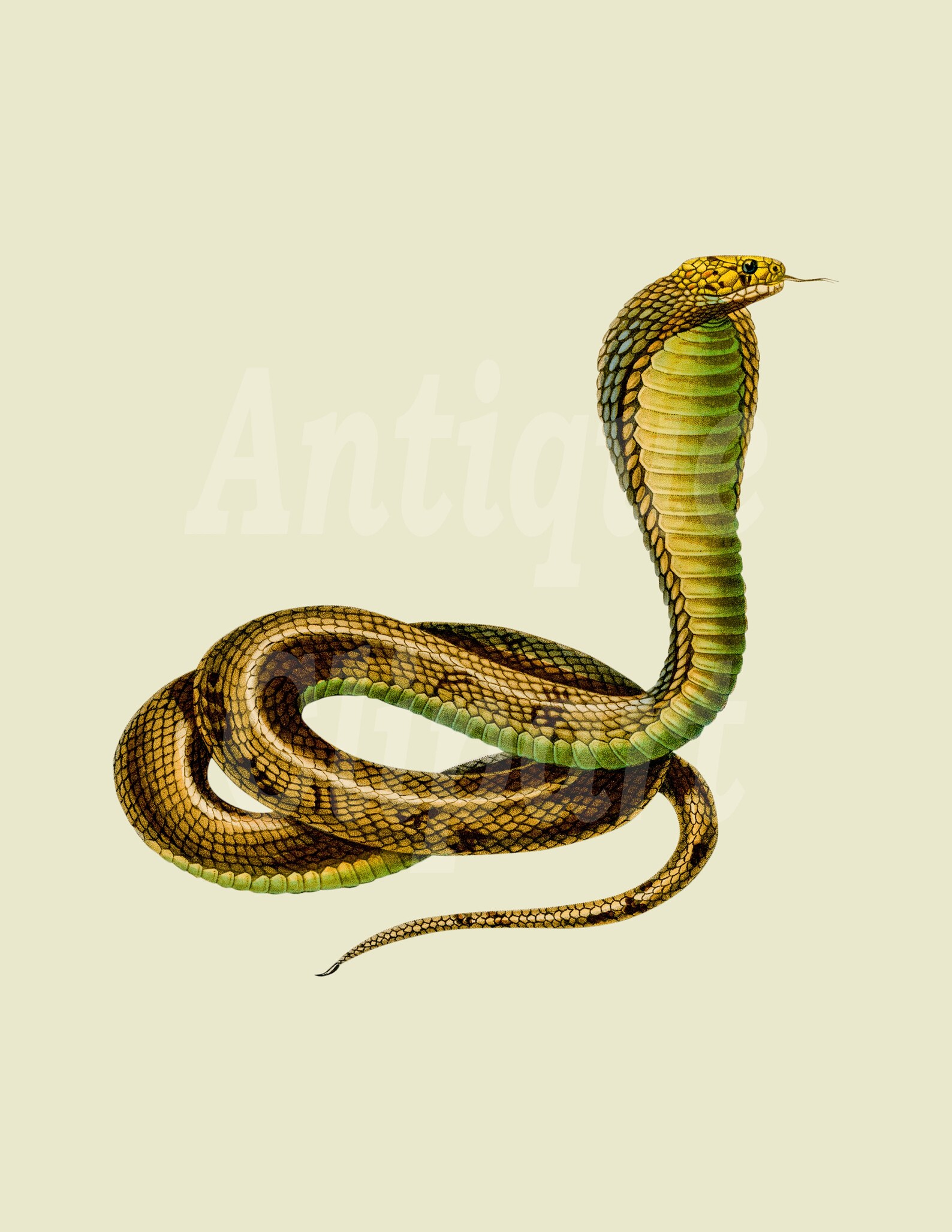 Snake Clip Art egyptian Cobra Digital PNG Image for Mix Media, Prints ...