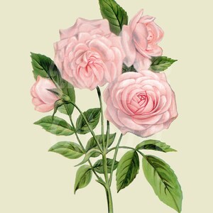 Pink Flower Botanical Illustration rose Vintage - Etsy