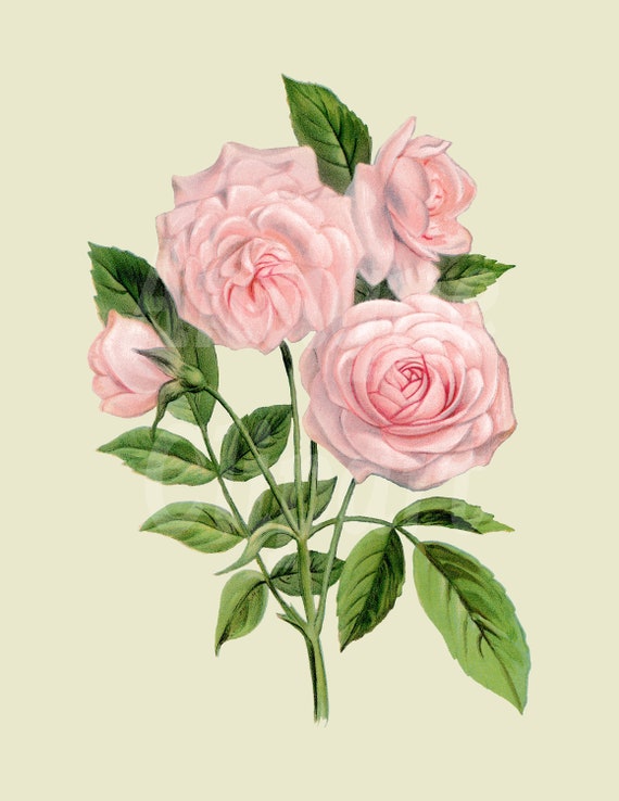 Pink Flower Botanical Illustration rose Vintage - Etsy