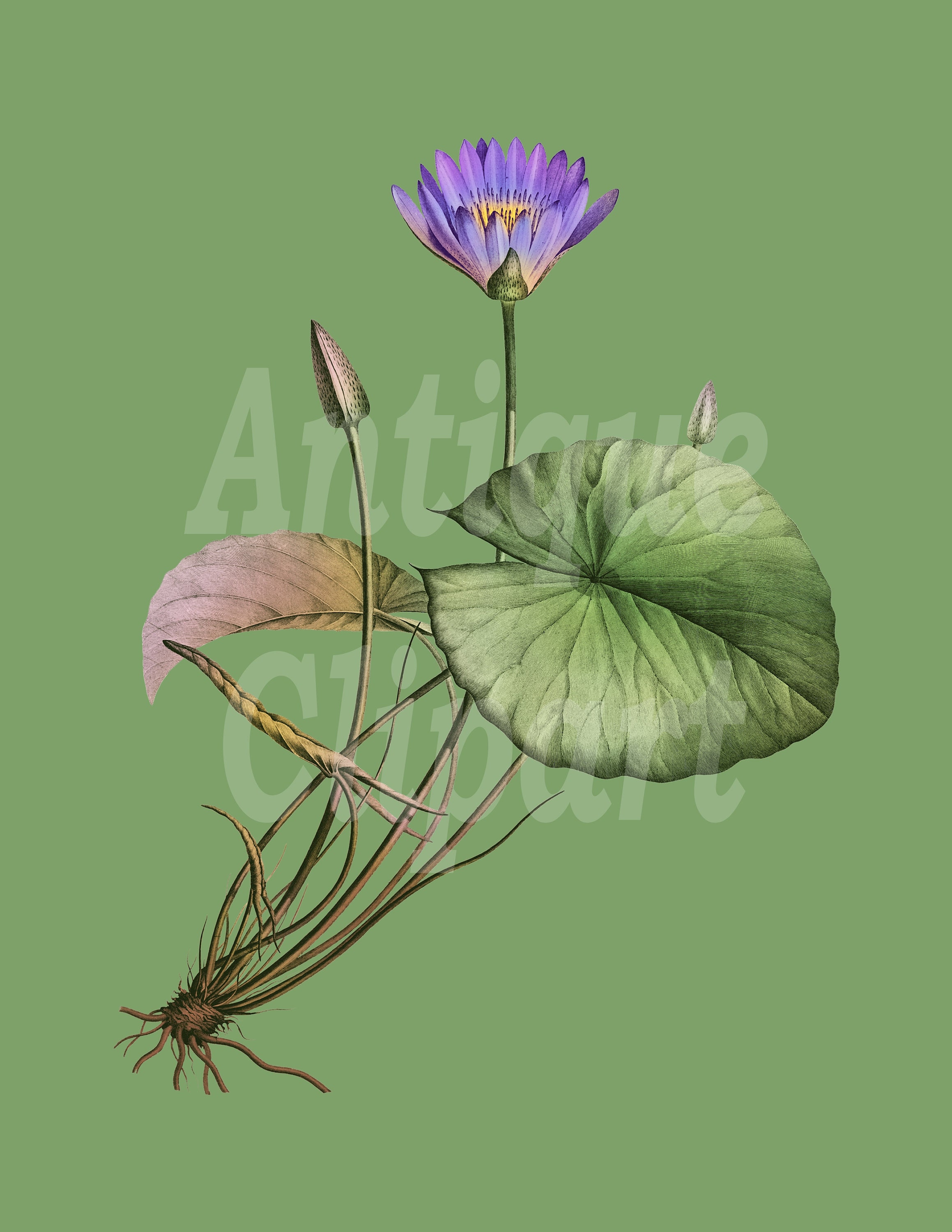 Digital Download Botanical Print lotus With Green - Etsy