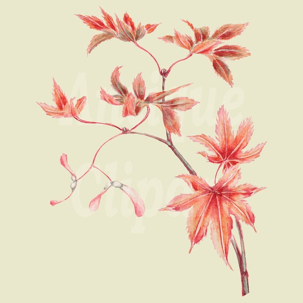 Japanese Maple Art - Etsy