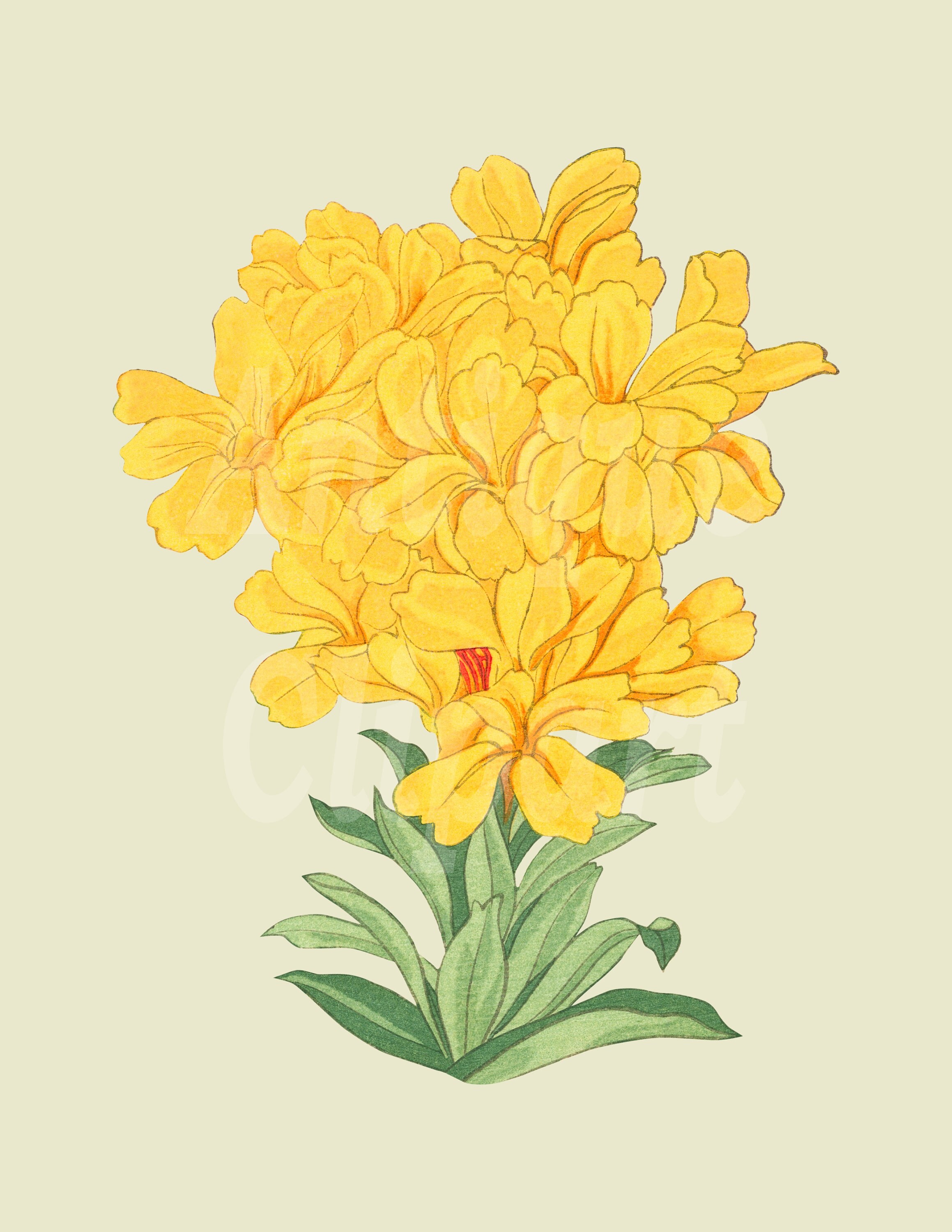 Wallflower Plant Drawing
