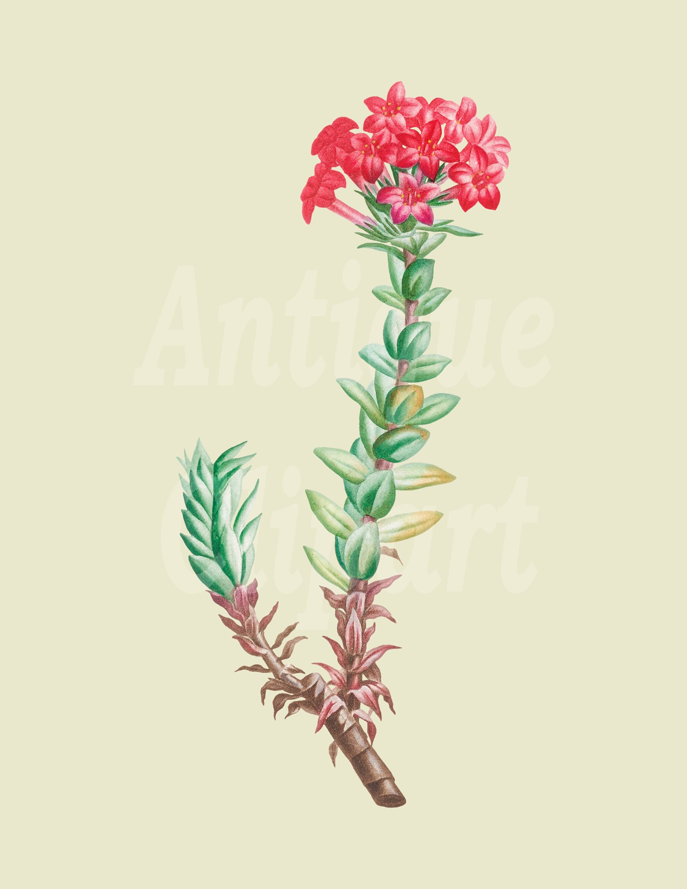 Succulent Clipart red Cassula PNG and JPG Antique Botanical ...