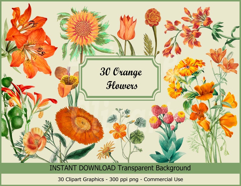 Orange Spring Flower Clipart: Vintage PNG Set (digital Download) - Etsy