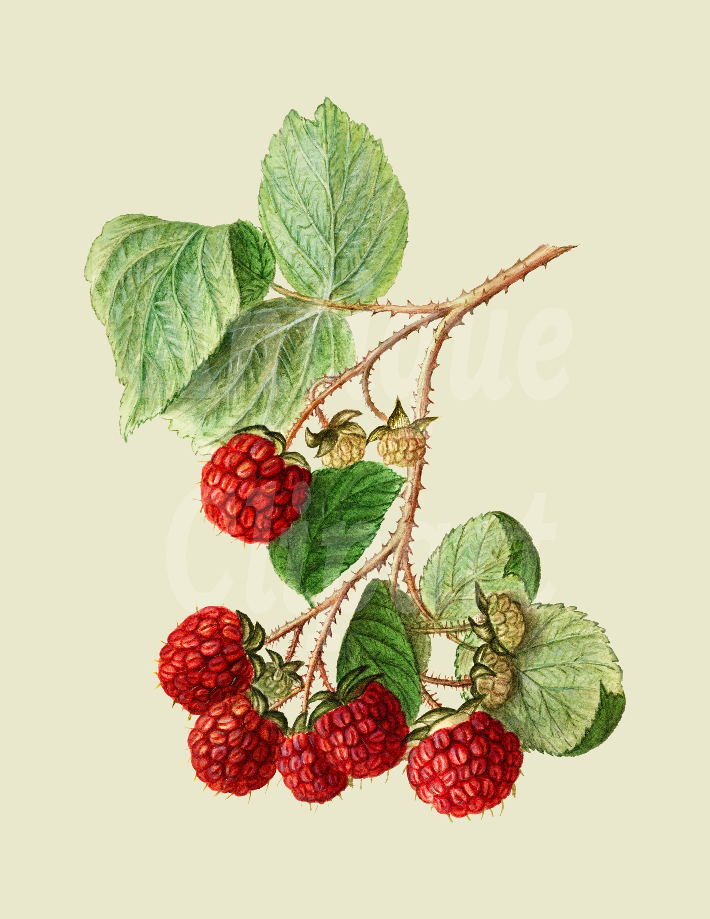 Printable Botanical Illustration red Raspberries Transparent Background ...