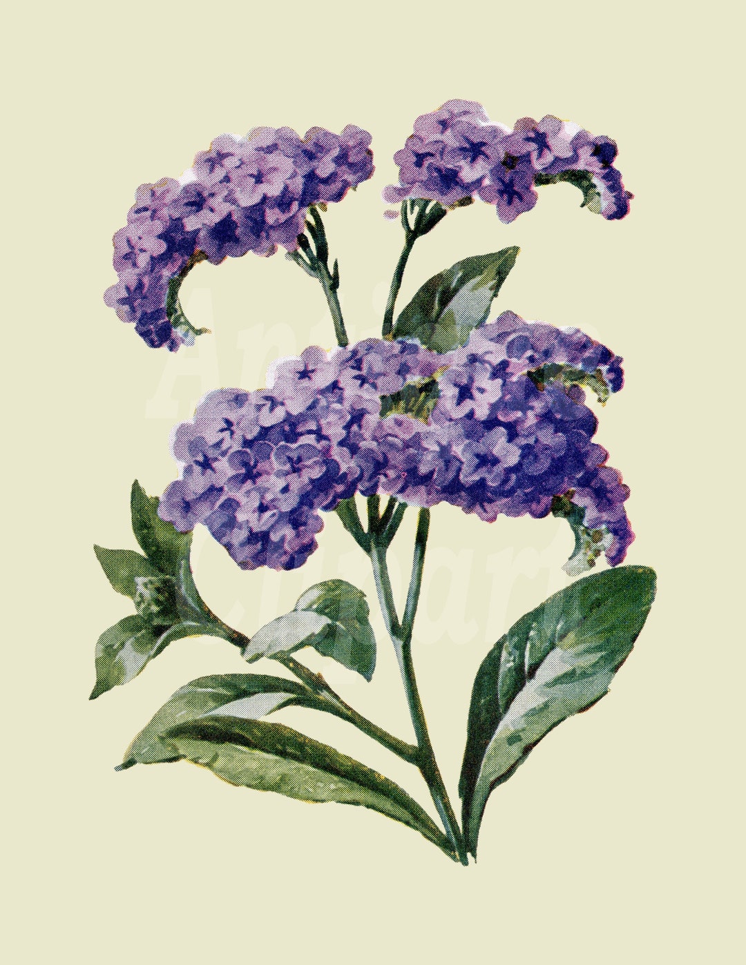 Heliotrope Flower Drawing