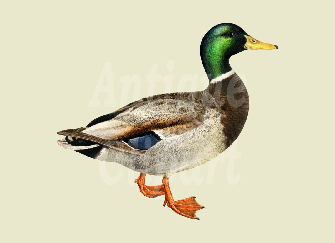 Digital Image Instant Download mallard Duck Vintage Printable Art for ...