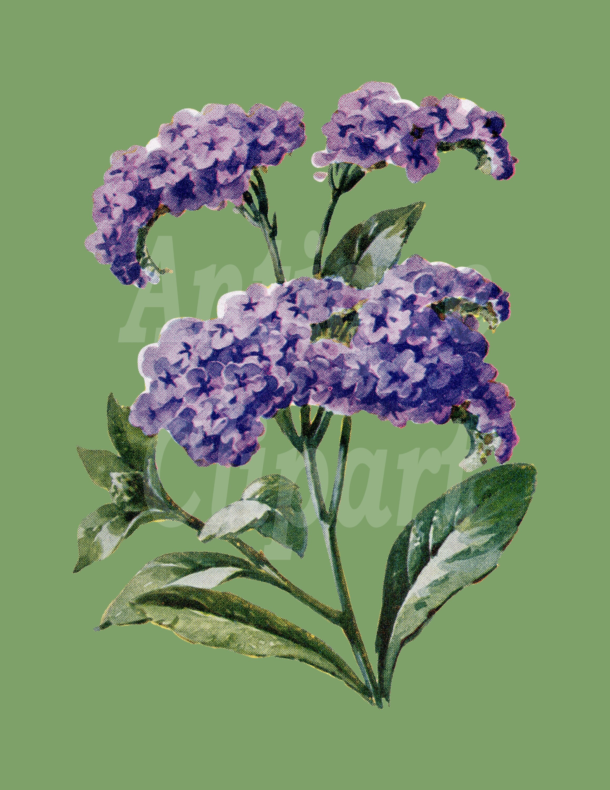 Heliotrope Plant Drawing