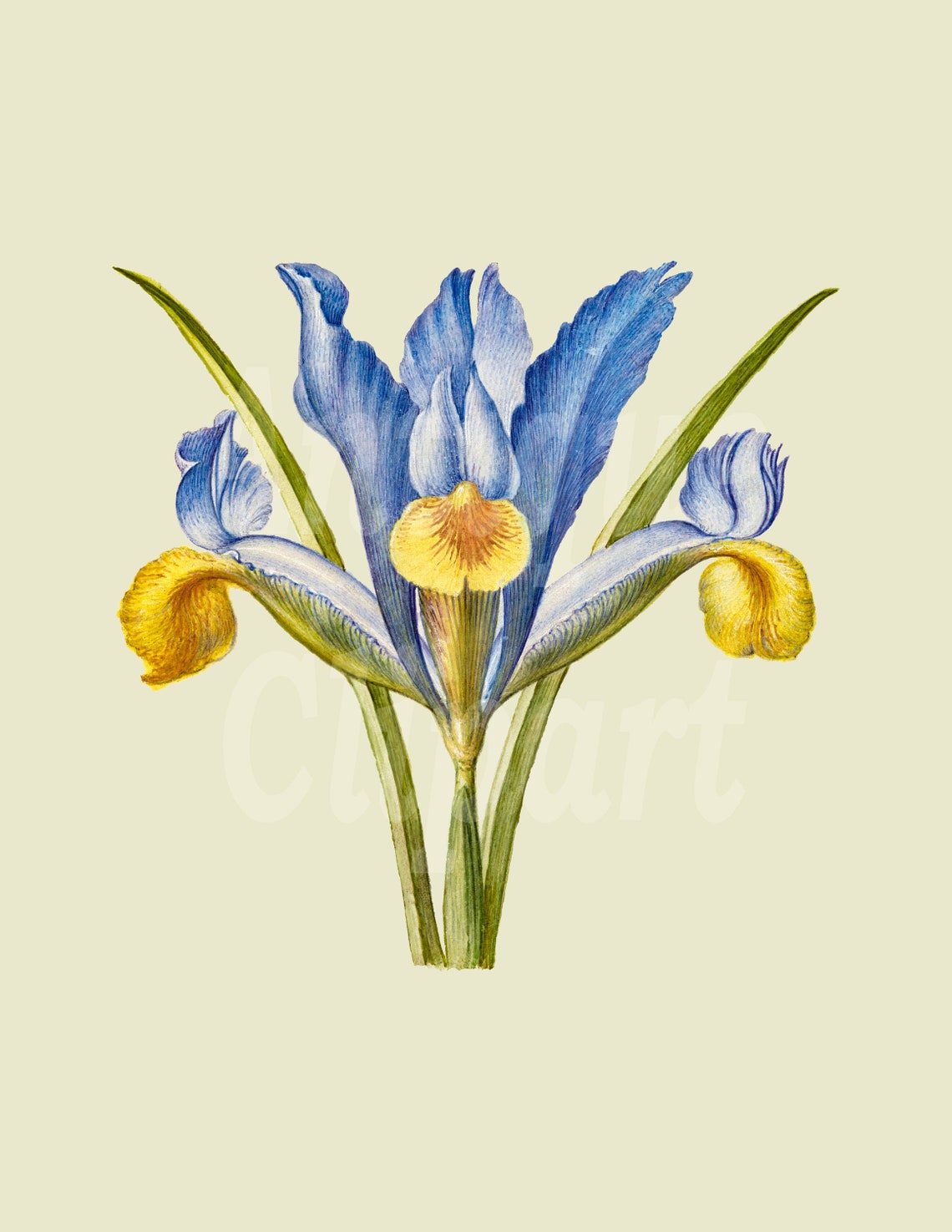 Blue Flower Clipart bearded Iris Botanical Illustration Digital ...
