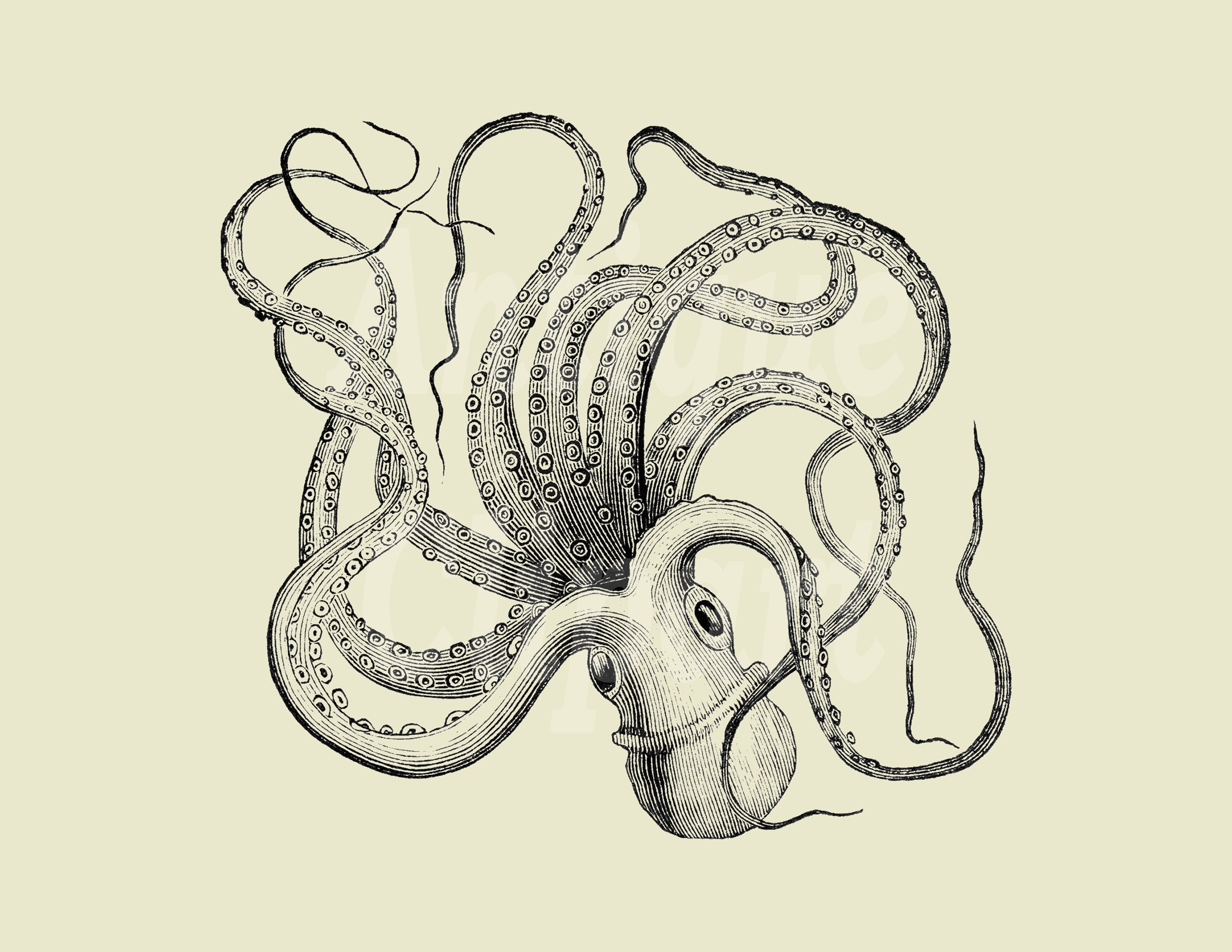 Nature Line Drawings