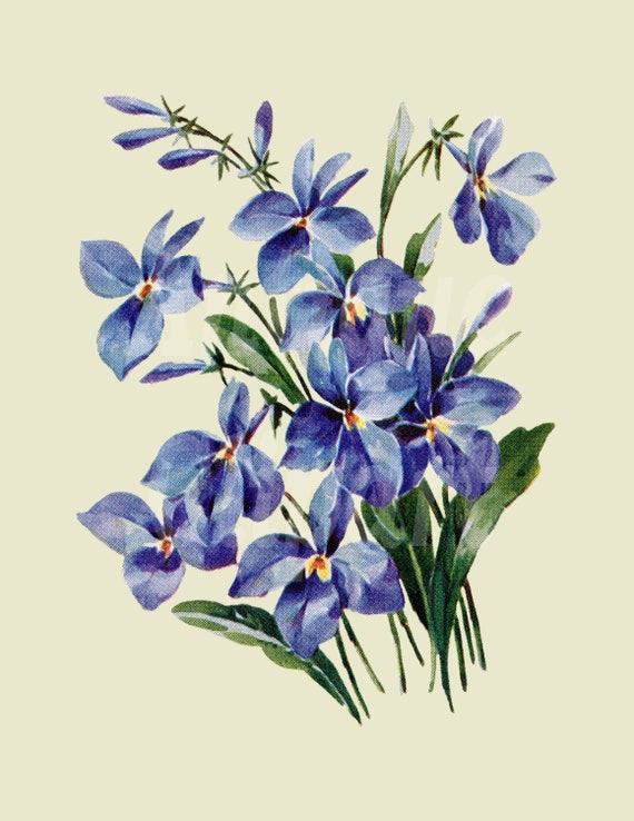 Lobelia Flower Drawing