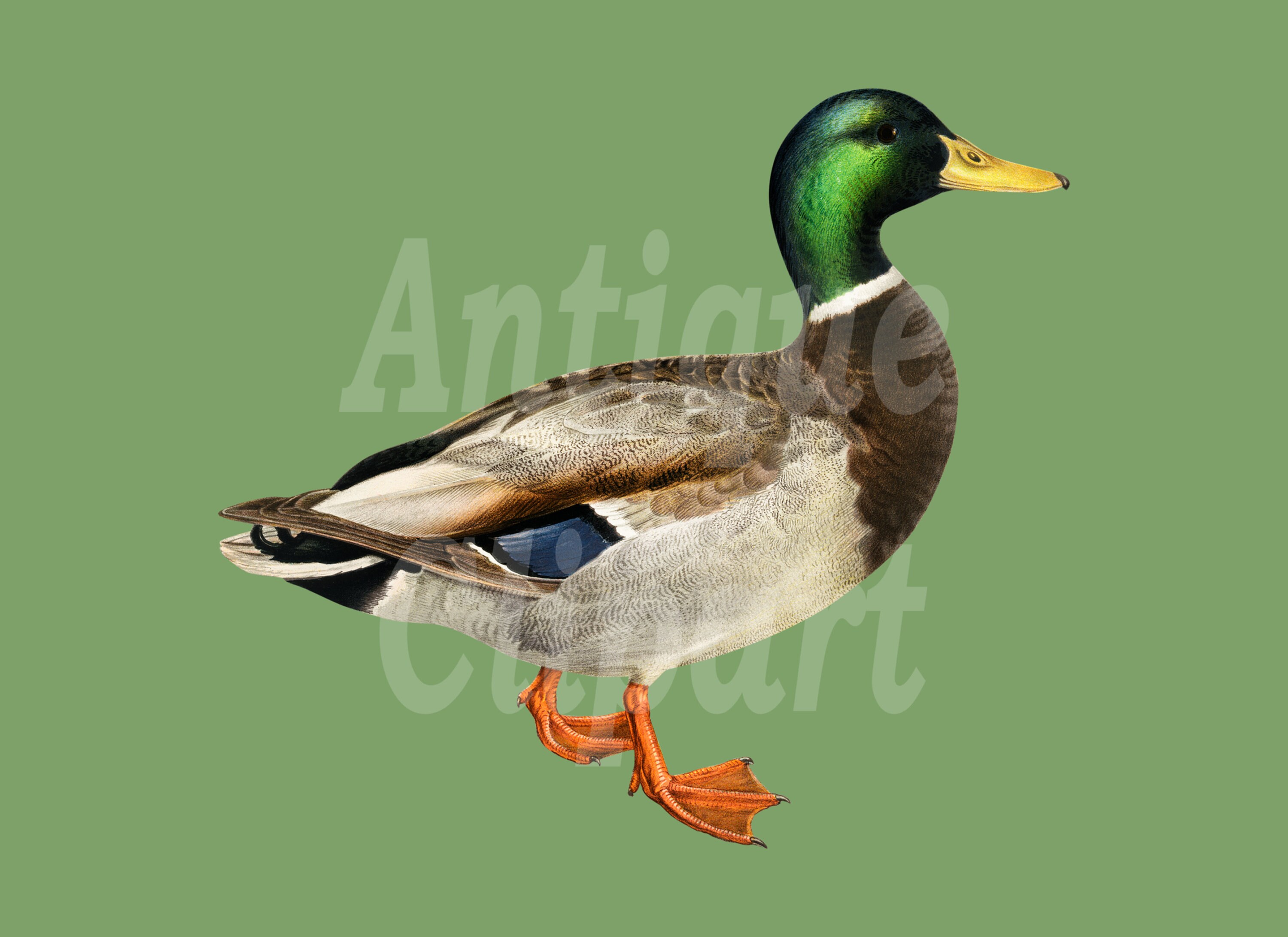 Digital Image Instant Download mallard Duck Vintage Printable Art for ...