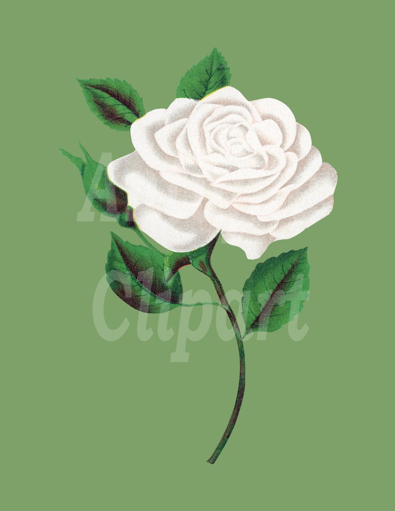Flower Clipart vintage White Rose Digital Download Botanical ...