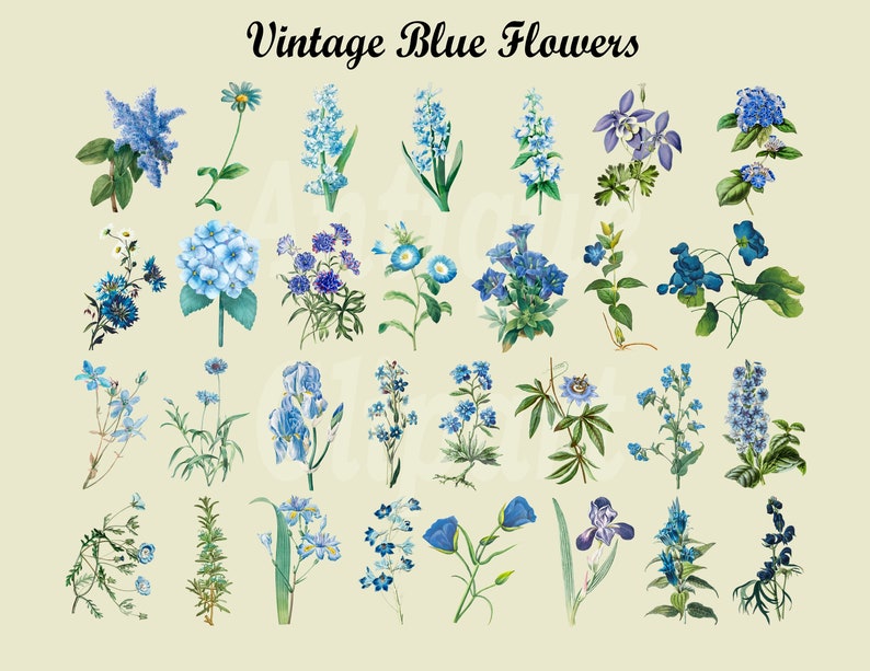 Vintage Blue Flower Clipart: 30 PNG Floral Graphics (commercial Use) - Etsy