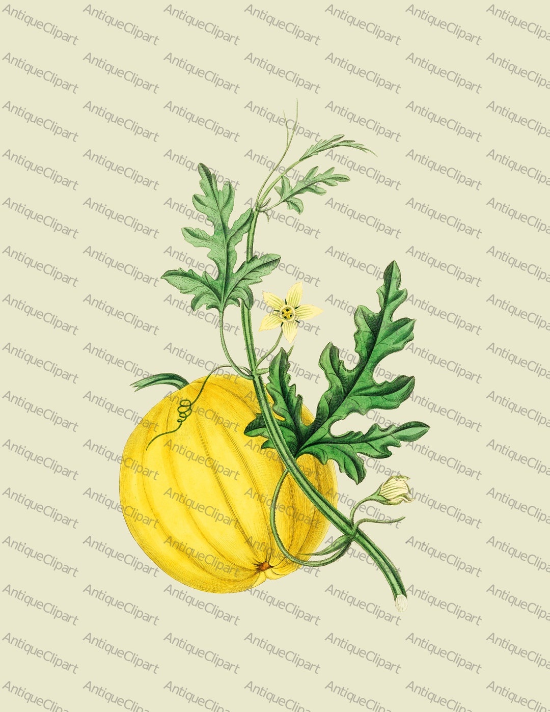 Vintage Fruit Printable bitter Apple Illustration Art Instant Download ...