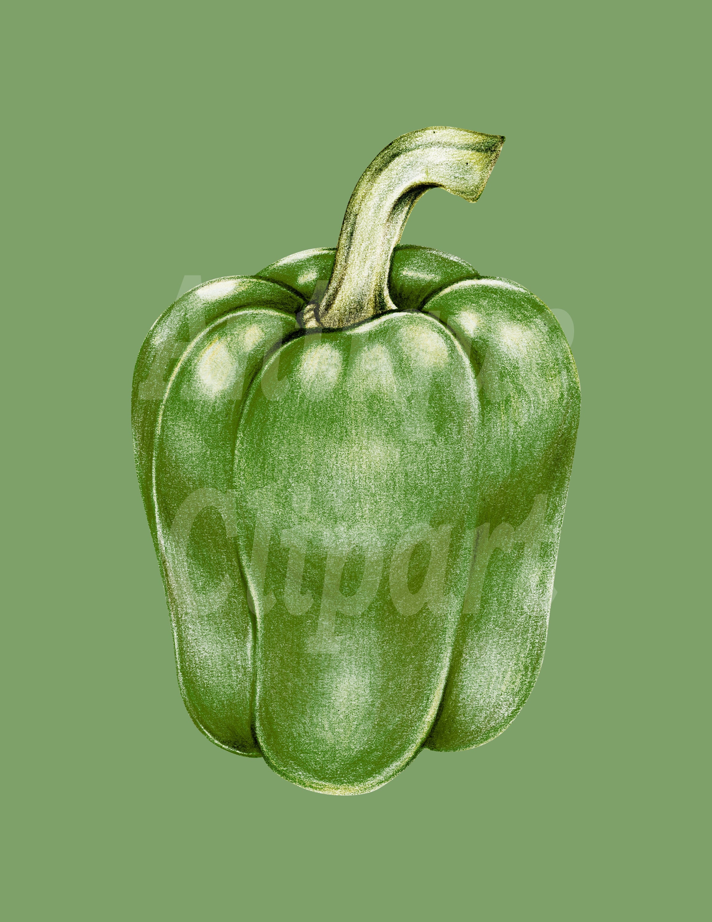 Bell Pepper Drawing
