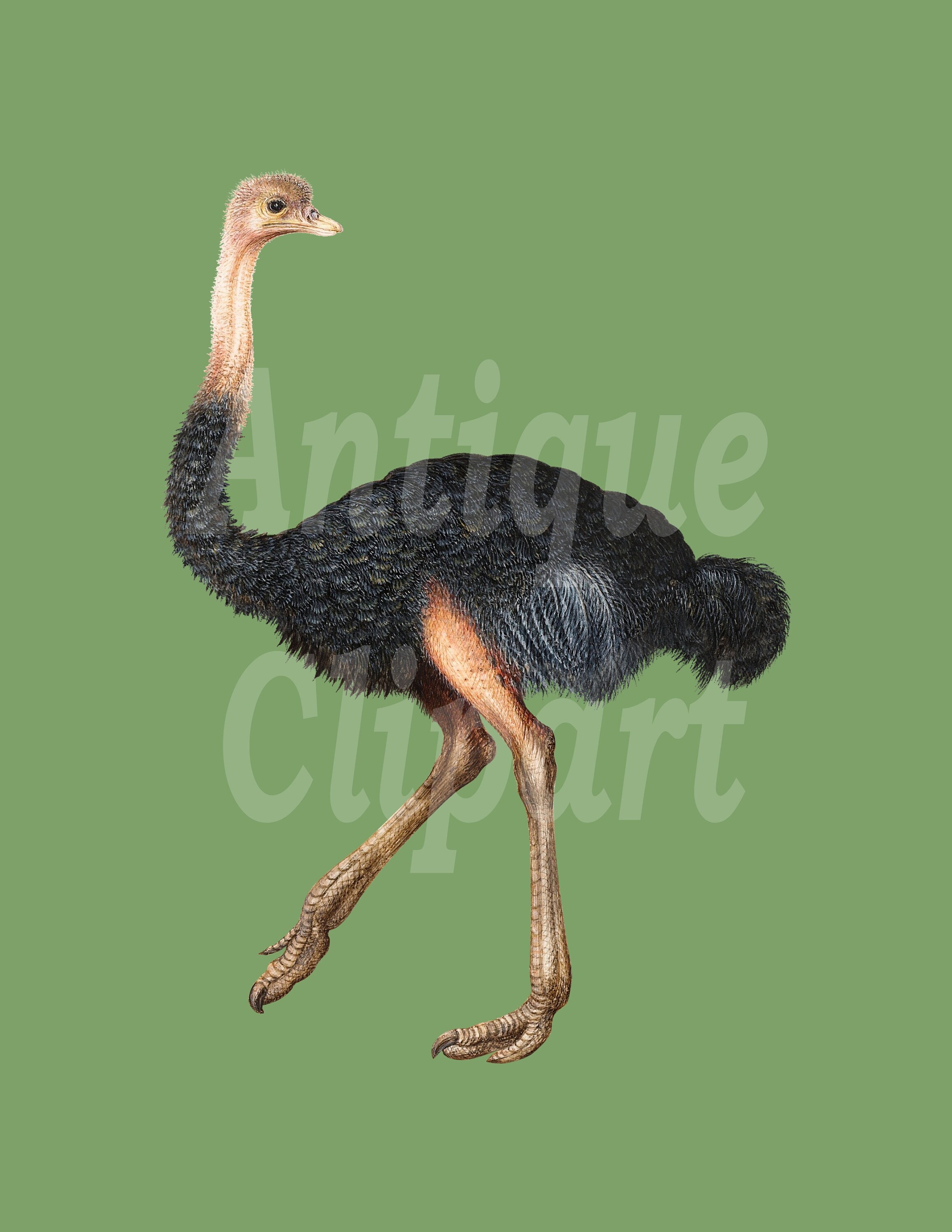 Ostrich Bird Clipart Images