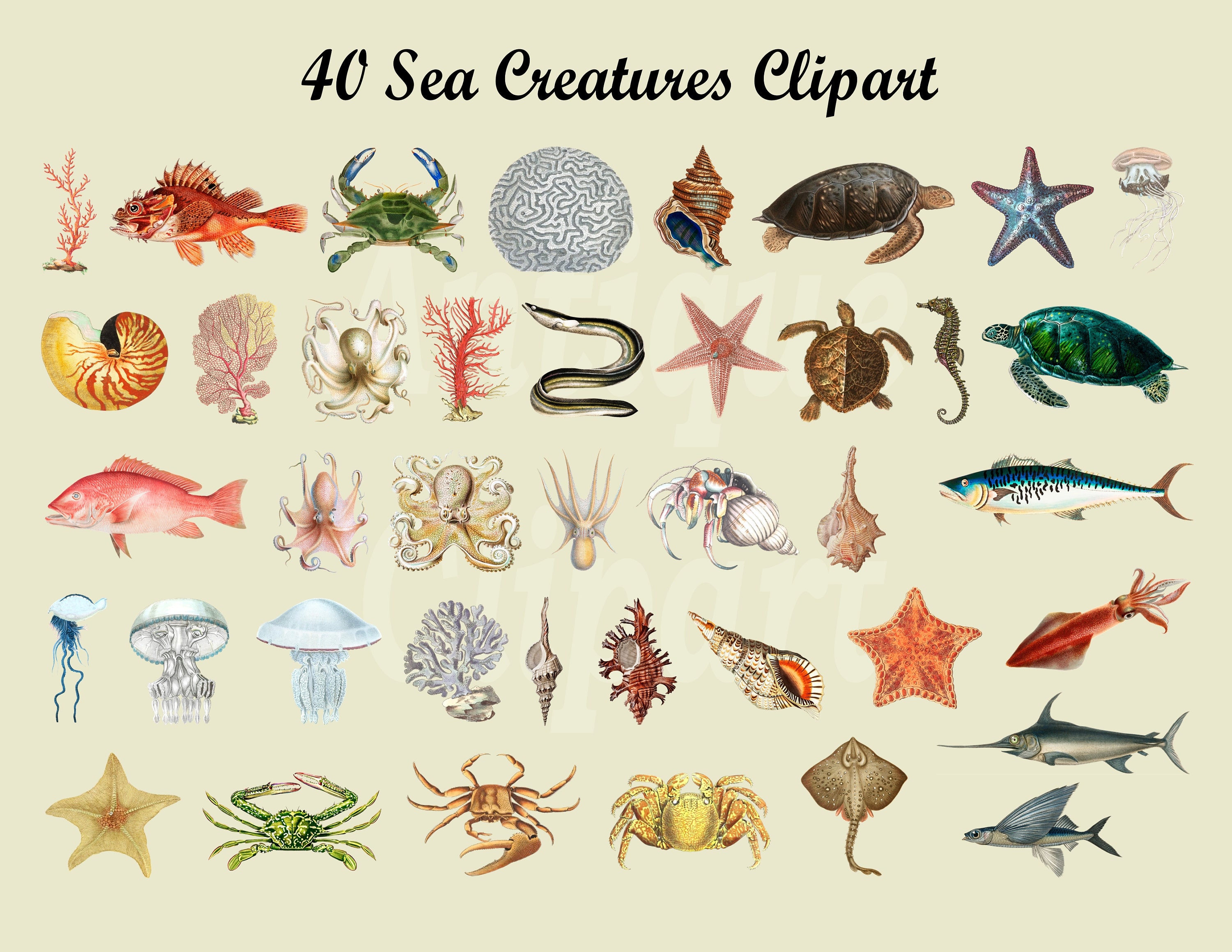 Vintage Sea Creatures Clipart, Antique Illustrations of Marine Life in ...