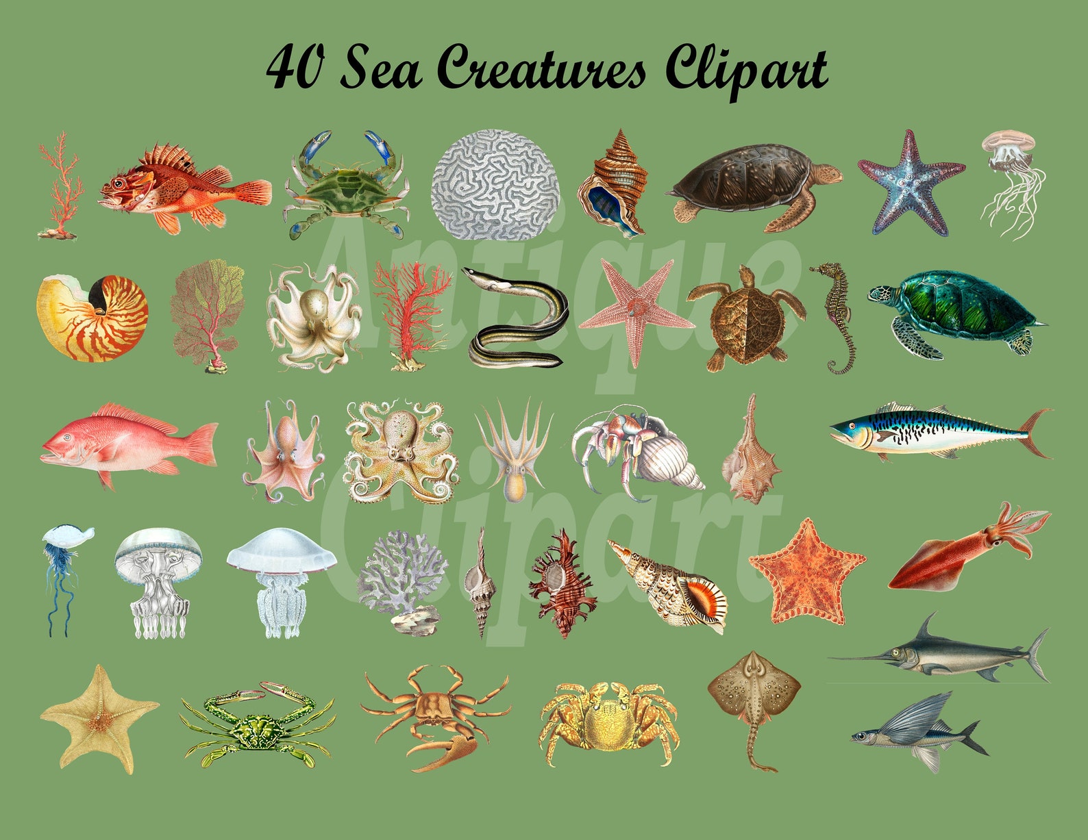 Vintage Sea Creatures Clipart, Antique Illustrations of Marine Life in ...