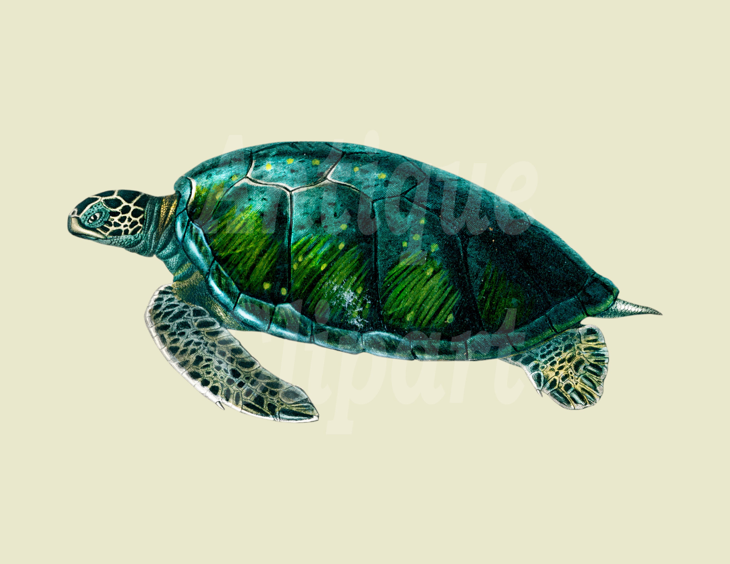 Sea Turtle Shell Drawing