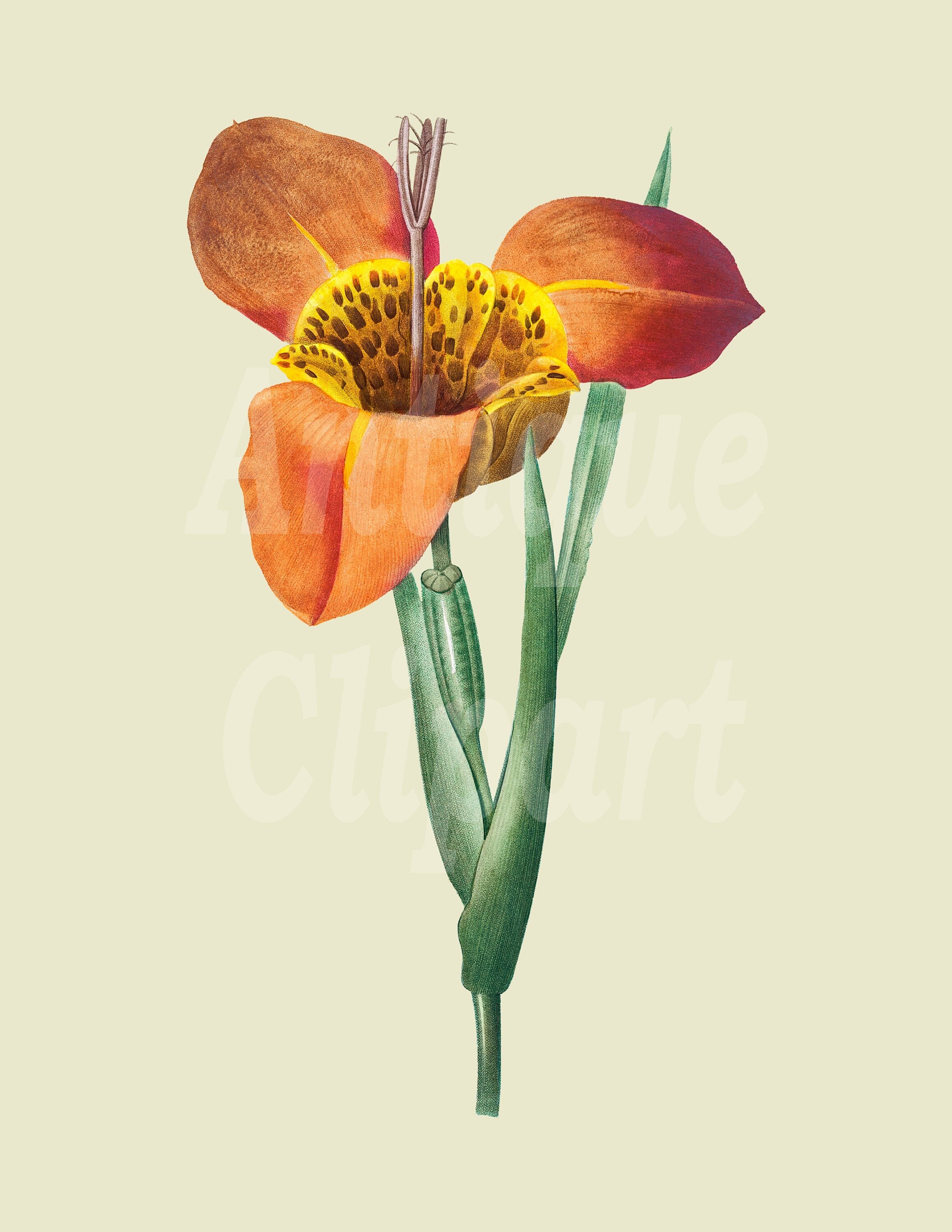 Incas Clipart Flower