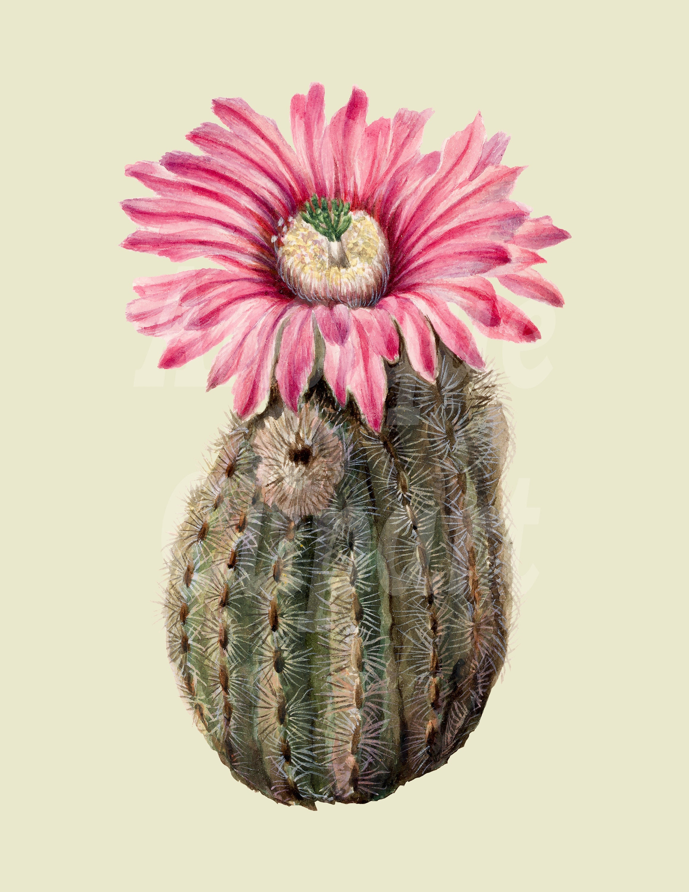 Pink Cactus Flower Clip Art