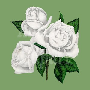 Flower Clipart vintage White Rose Digital Download Botanical ...