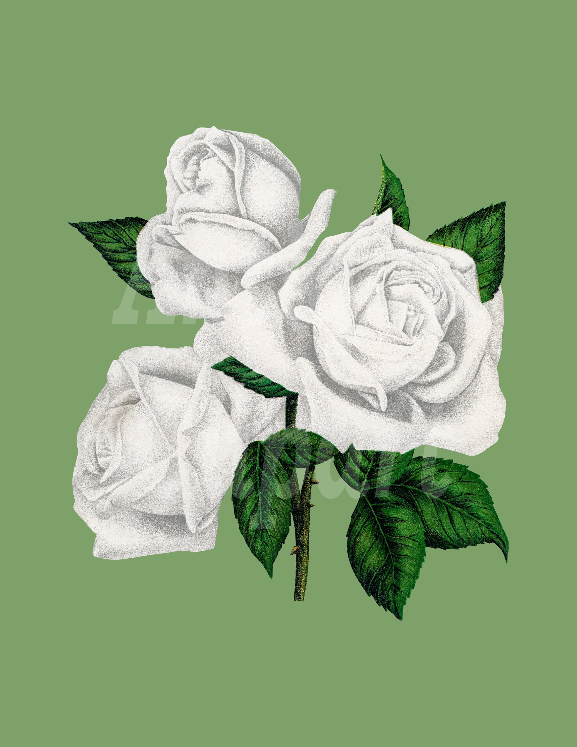 Flower Clipart vintage White Rose Digital Download Botanical ...