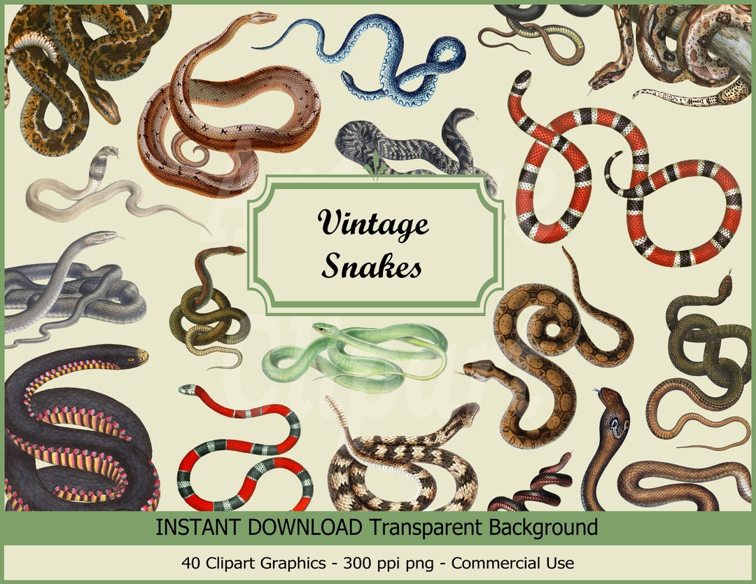 Snakes Clip Art "vintage Snakes" Digital PNG Images for Mix Media ...