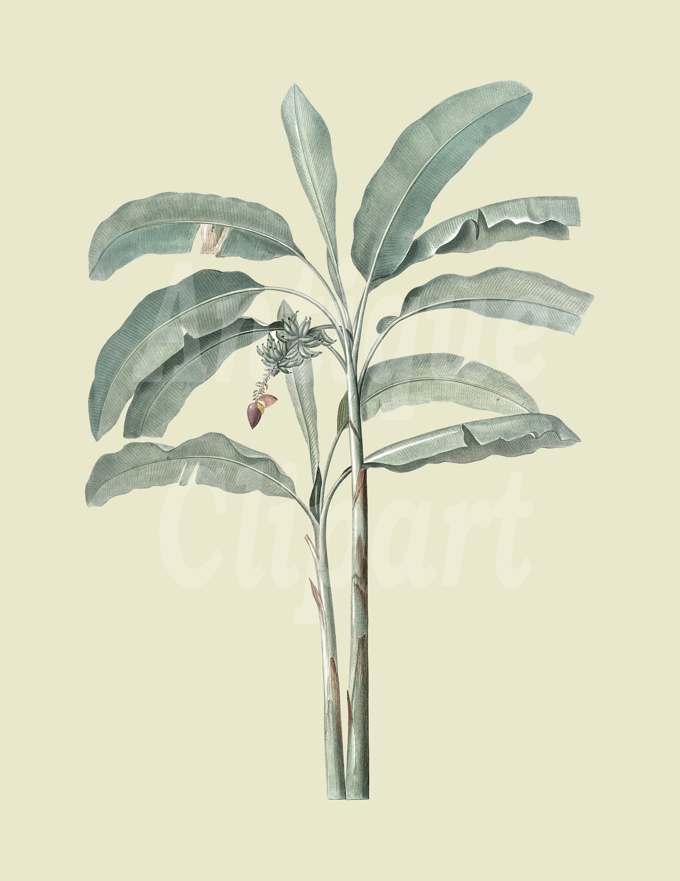 Banana Tree Drawing Png