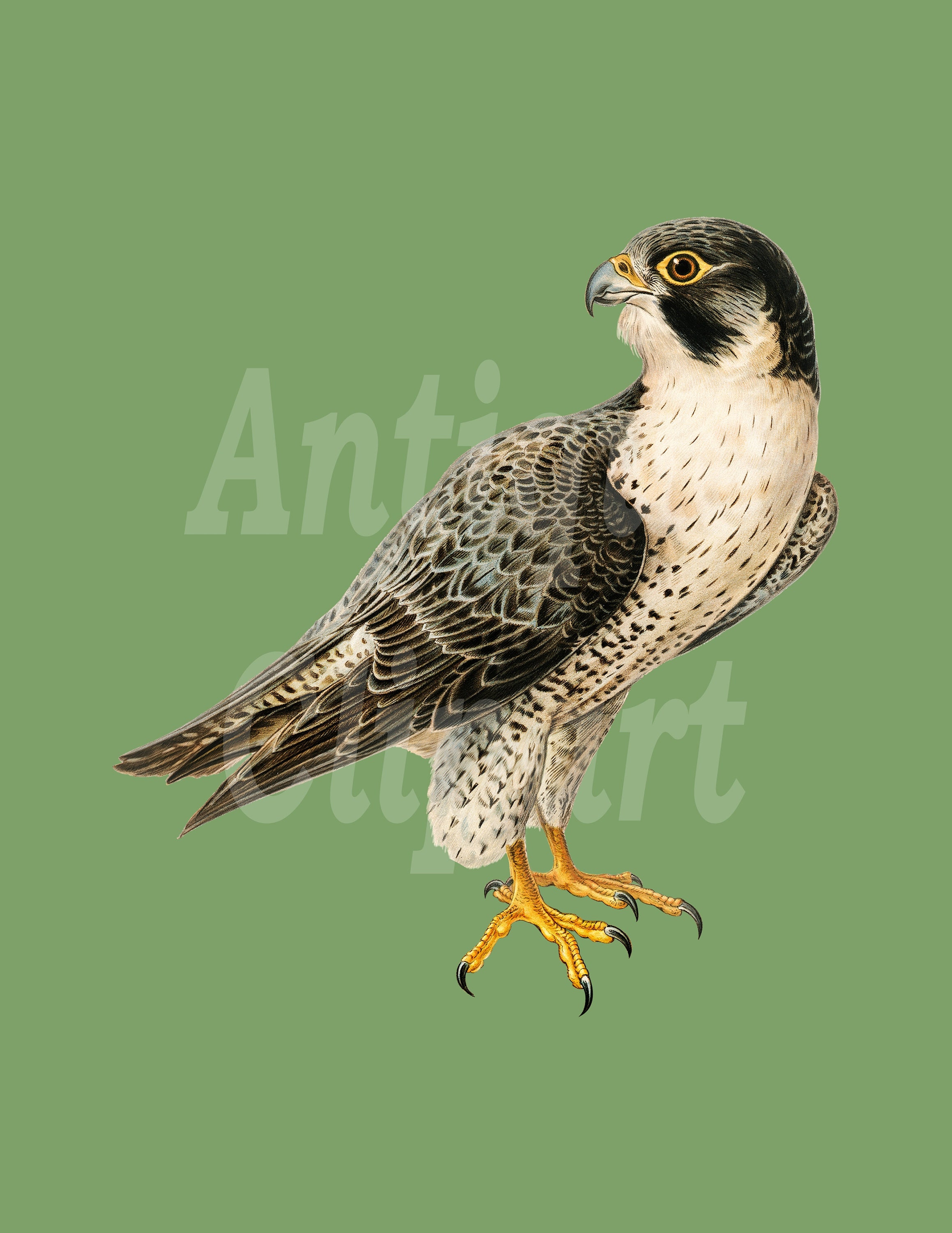 Digital Download Image peregrine Falcon Printable | Etsy Australia