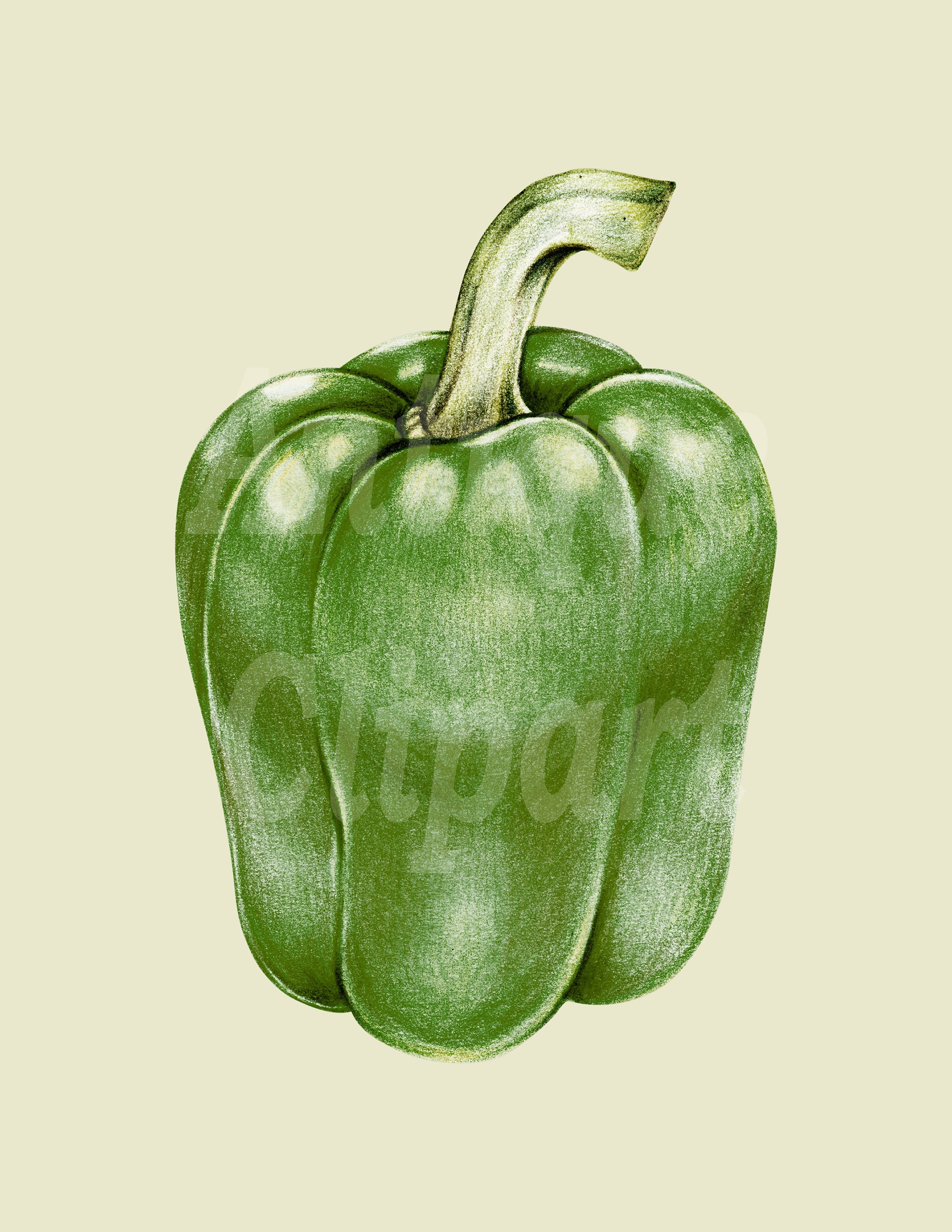 Capsicum Drawing