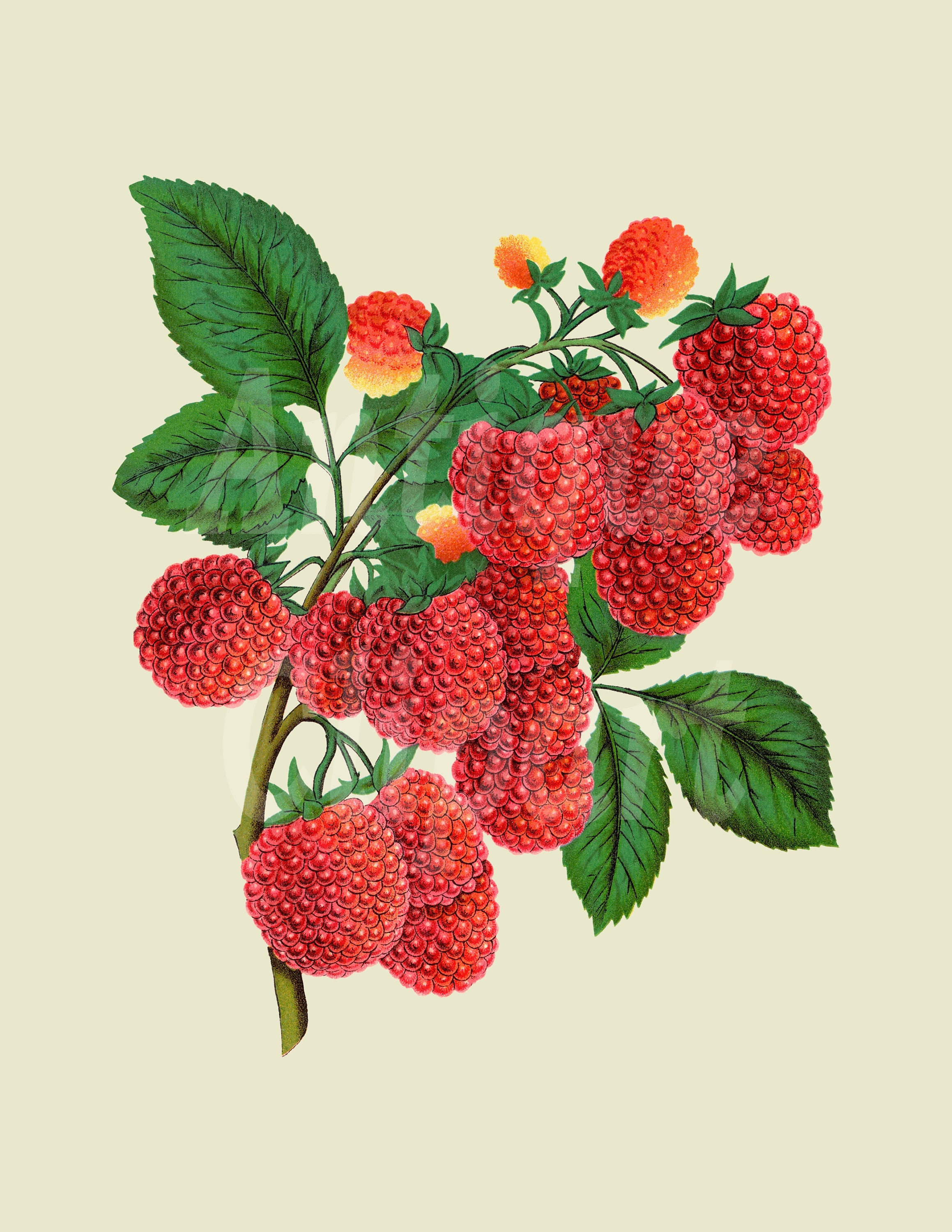 Raspberry Plant Drawing