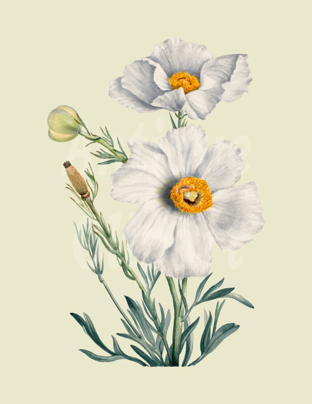 White Flower Image, Botanical Illustration PNG matilija Poppies Digital ...