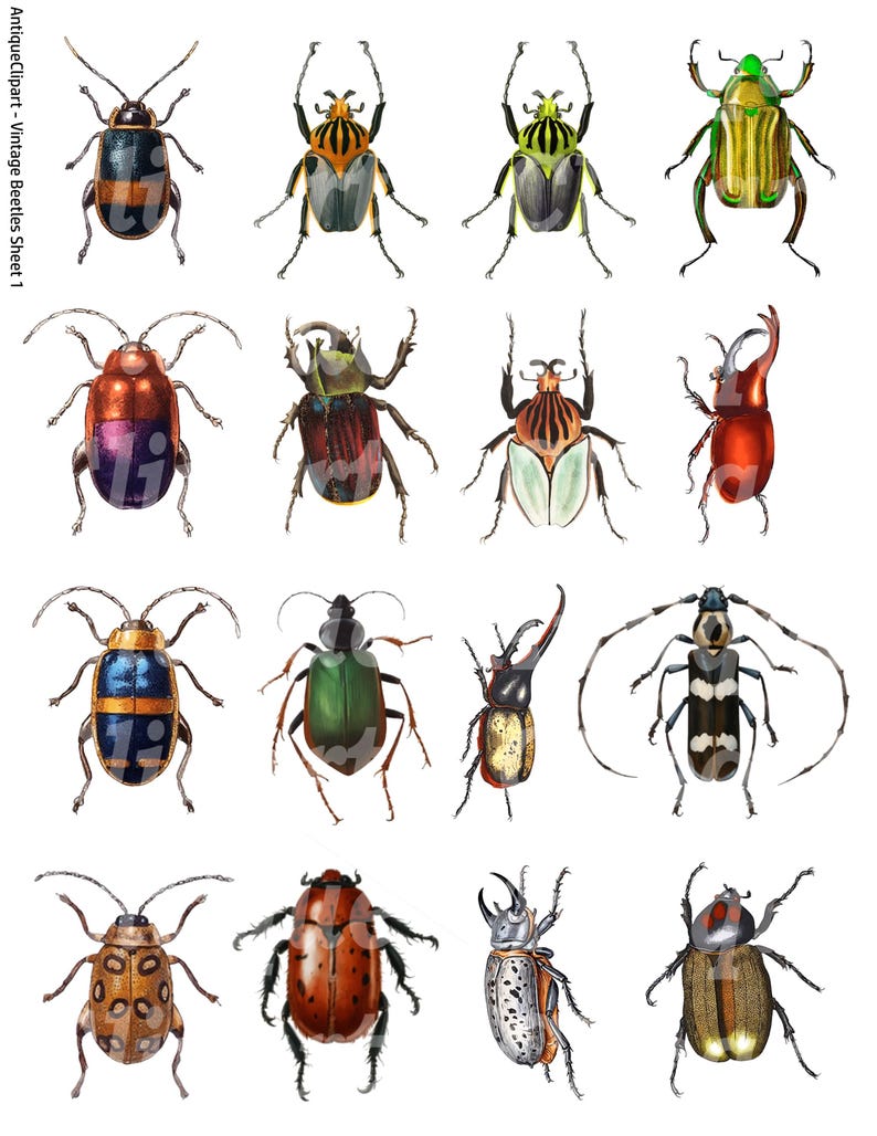 Vintage Beetles Clipart & Collage Sheets Printable Beetle Sheet, Insect ...