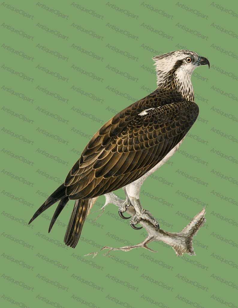 Printable PNG, Vintage Bird Clipart, Digital Download osprey Image for ...