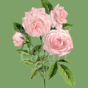 Pink Flower Botanical Illustration rose Vintage - Etsy