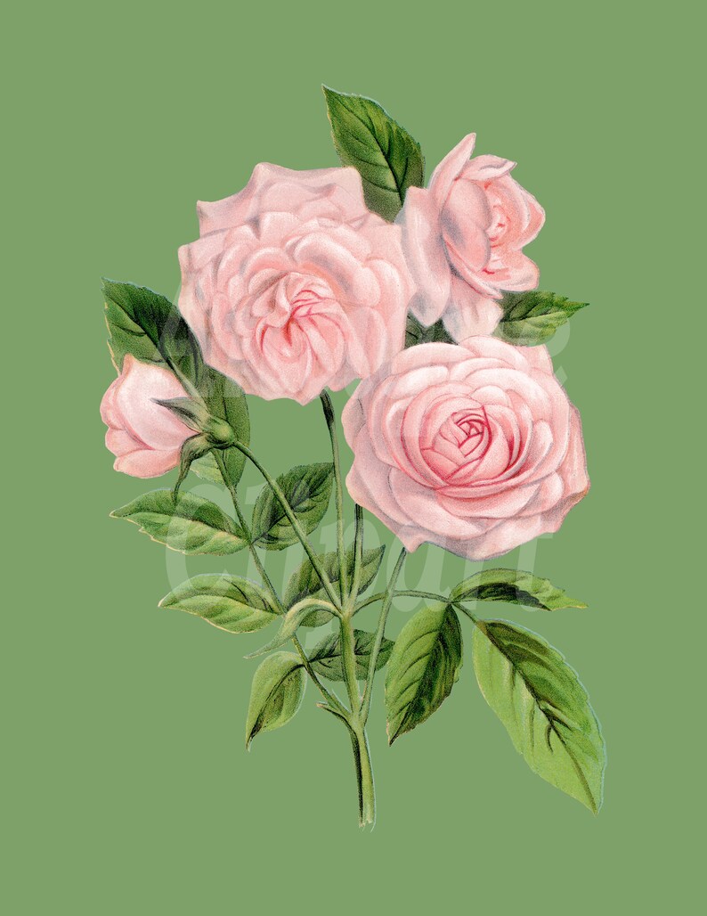 Pink Flower Botanical Illustration rose Vintage - Etsy
