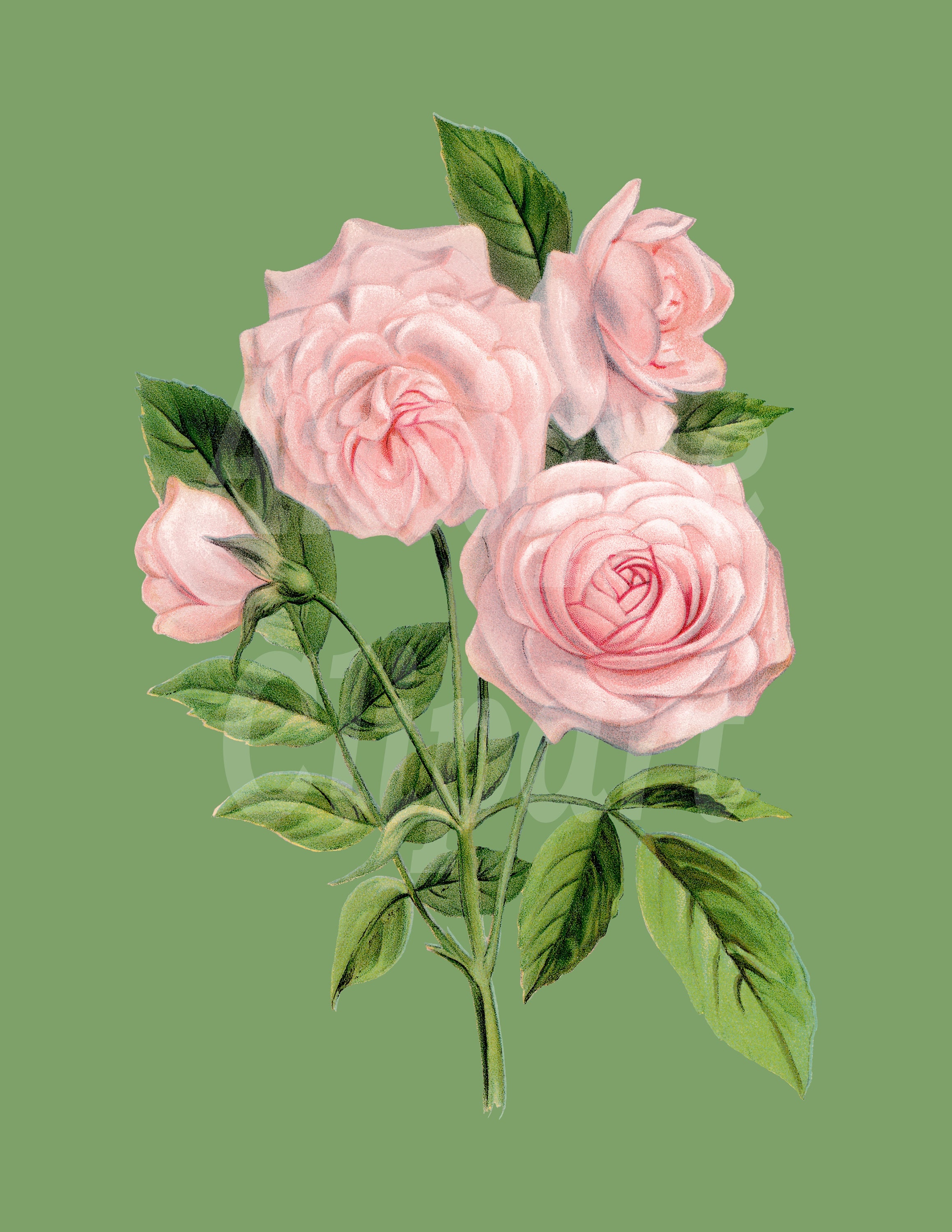 Pink Flower Botanical Illustration rose Vintage - Etsy