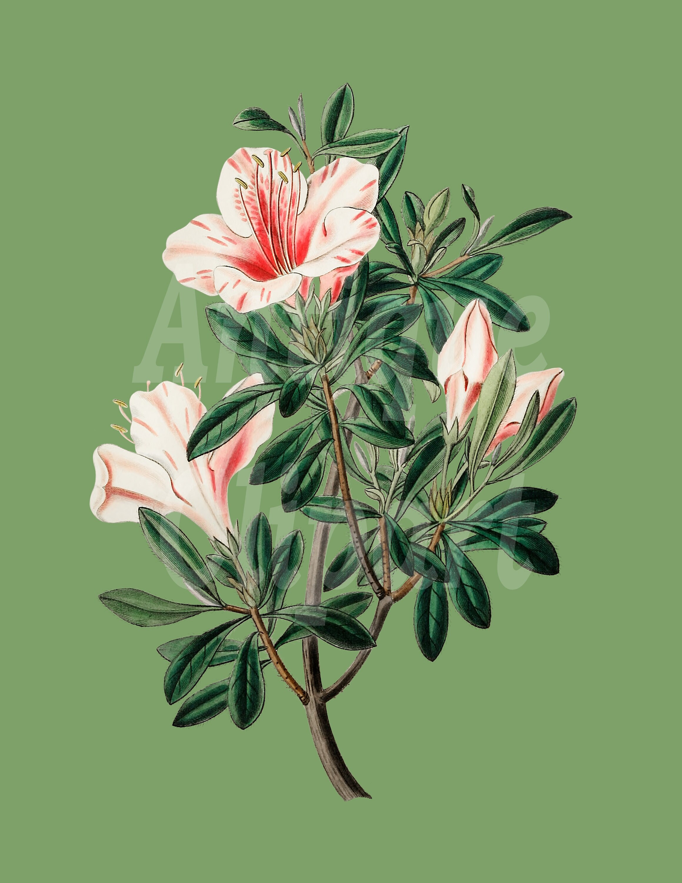 Pink Flower Clipart azalea Floral Botanical Illustration Digital ...