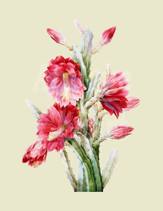 Vintage Cactus Flower Clip Art
