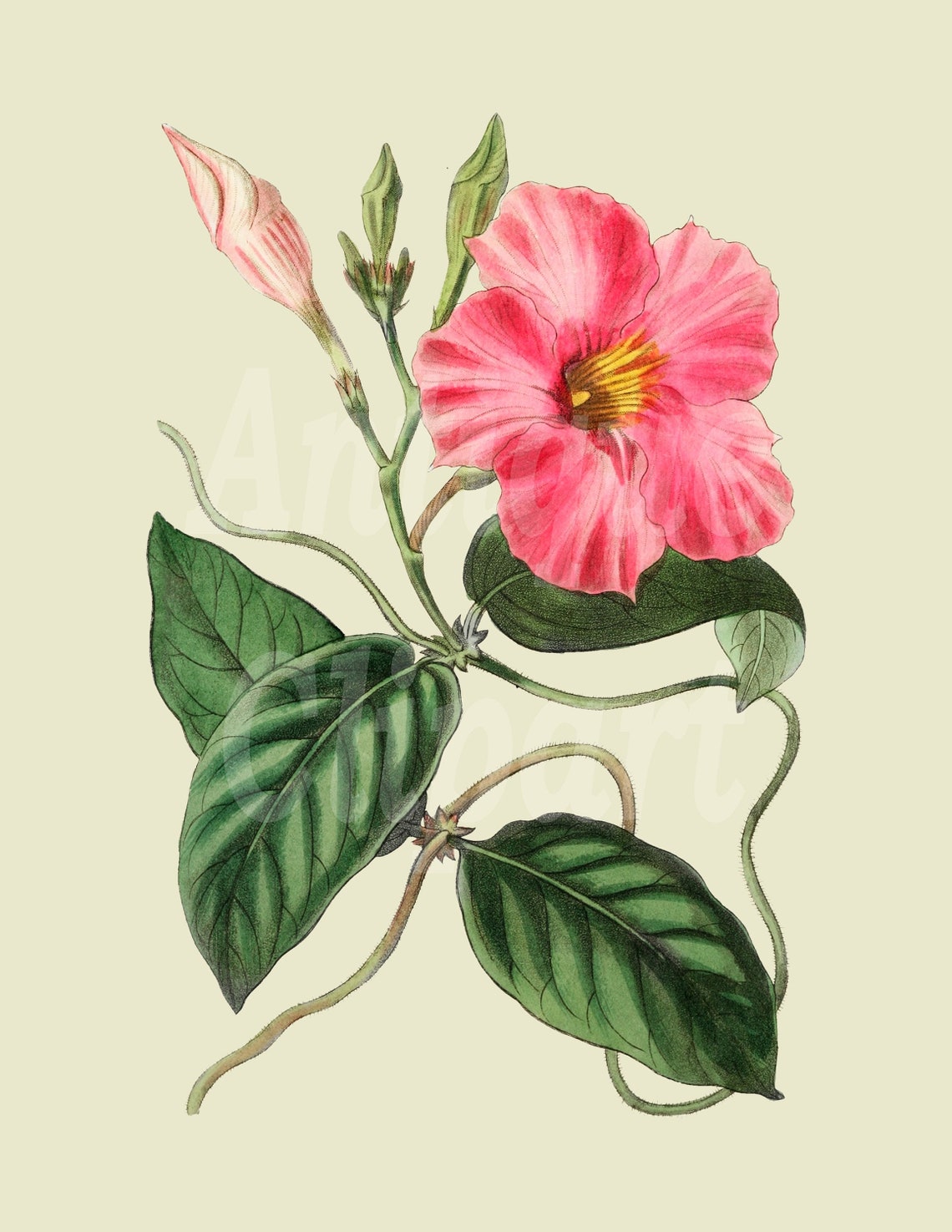 Botanical Illustration Pink Flower Clipart - Etsy