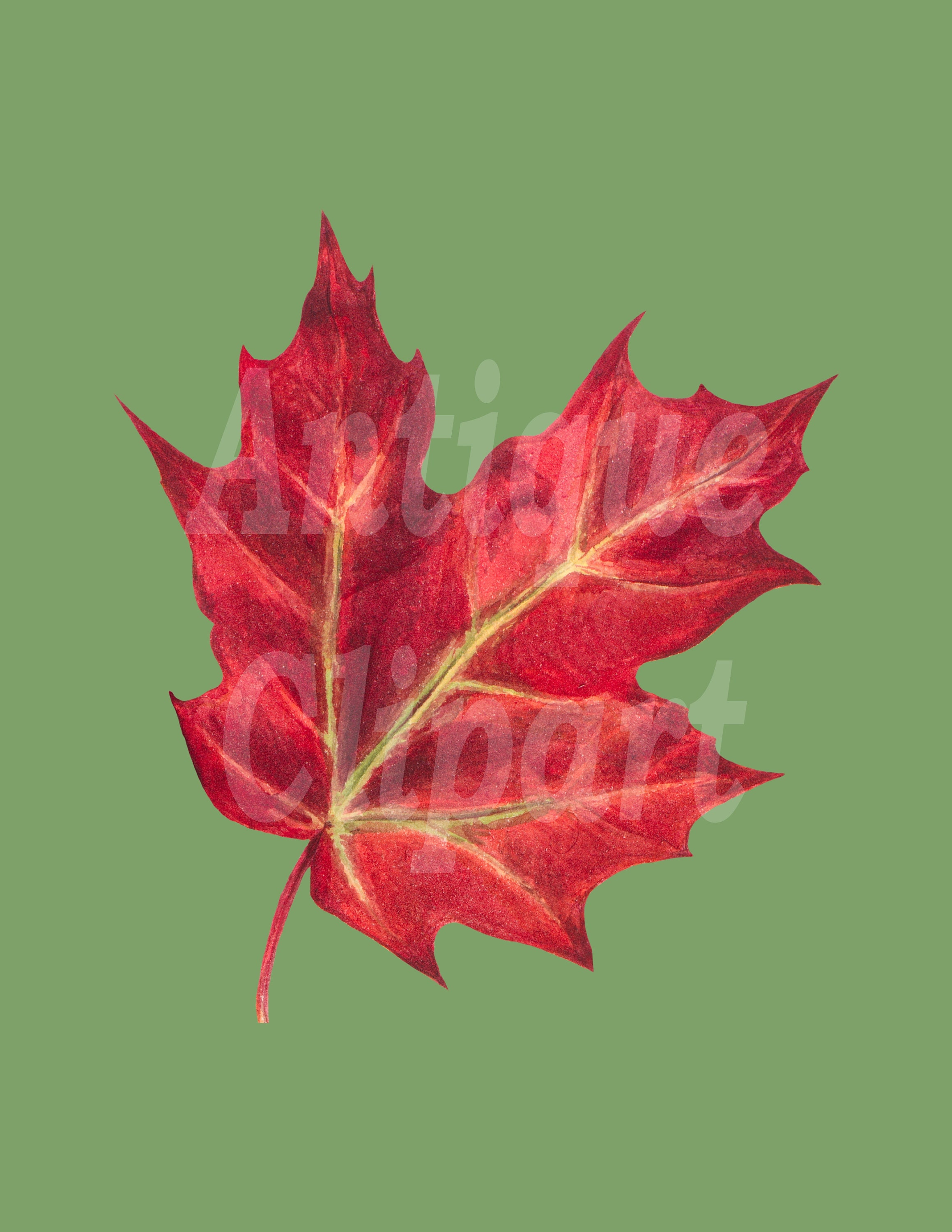 Leaf Clipart red Autumn Leaf Printable Botanical Illustration for ...