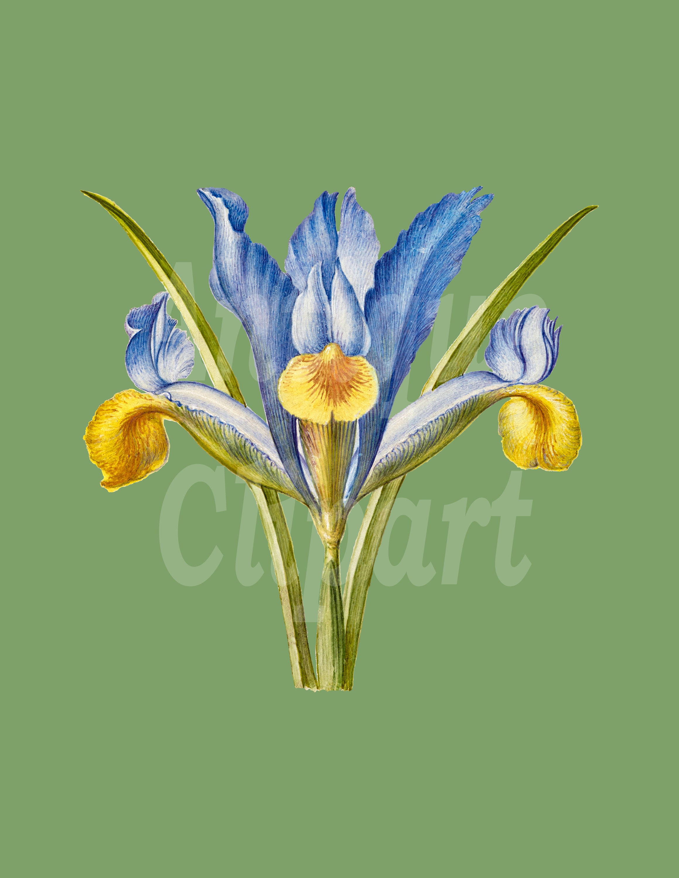 Blue Flower Clipart bearded Iris Botanical Illustration Digital ...