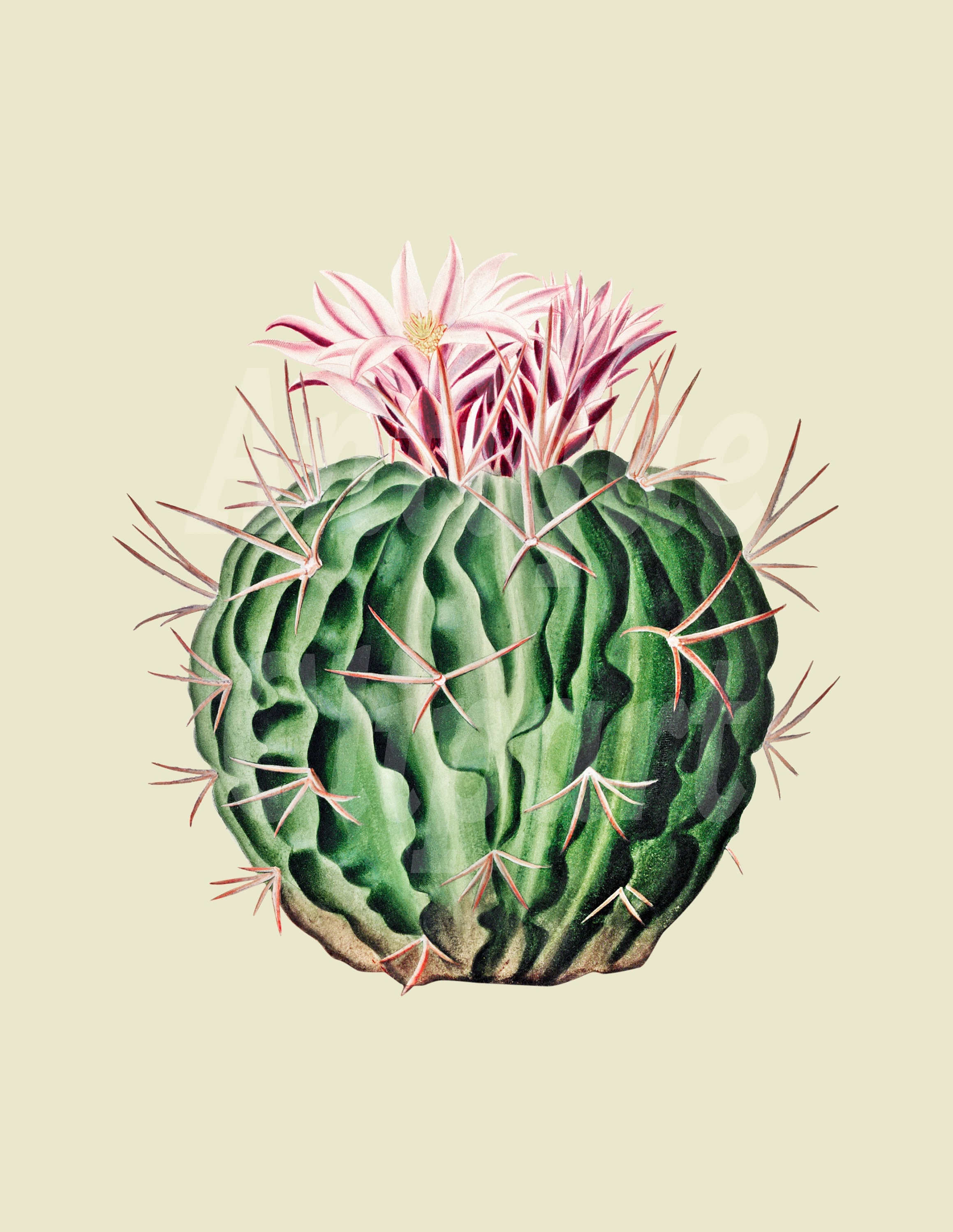 Cactus Botanical Drawing