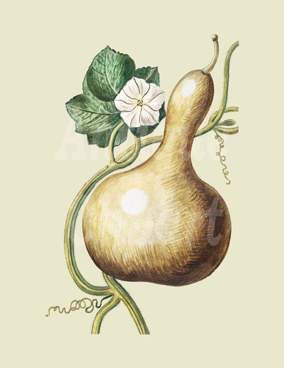 Bottle Gourd Clipart