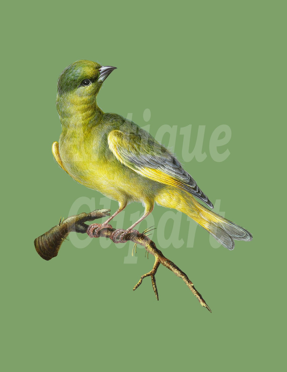 Bird Clip Art european Greenfinch Illustration for Wall Art, Decoration ...