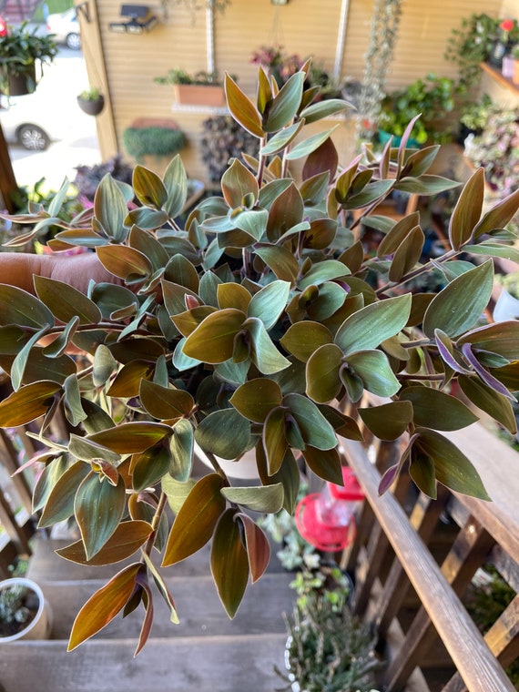 Craft Supplies & Tools Baby Bunny Bellies Cuttings Floral & Garden ...