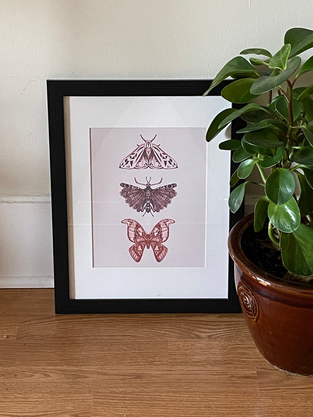 Vintage Moths | Pencil Drawing | Art Print | Insect Art - Etsy